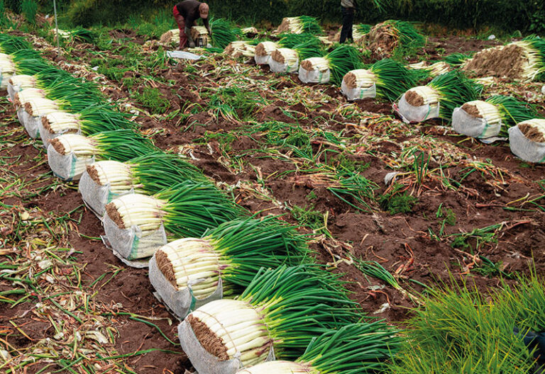 Productos – Onions SAS | Distribuidores de Cebolla Larga